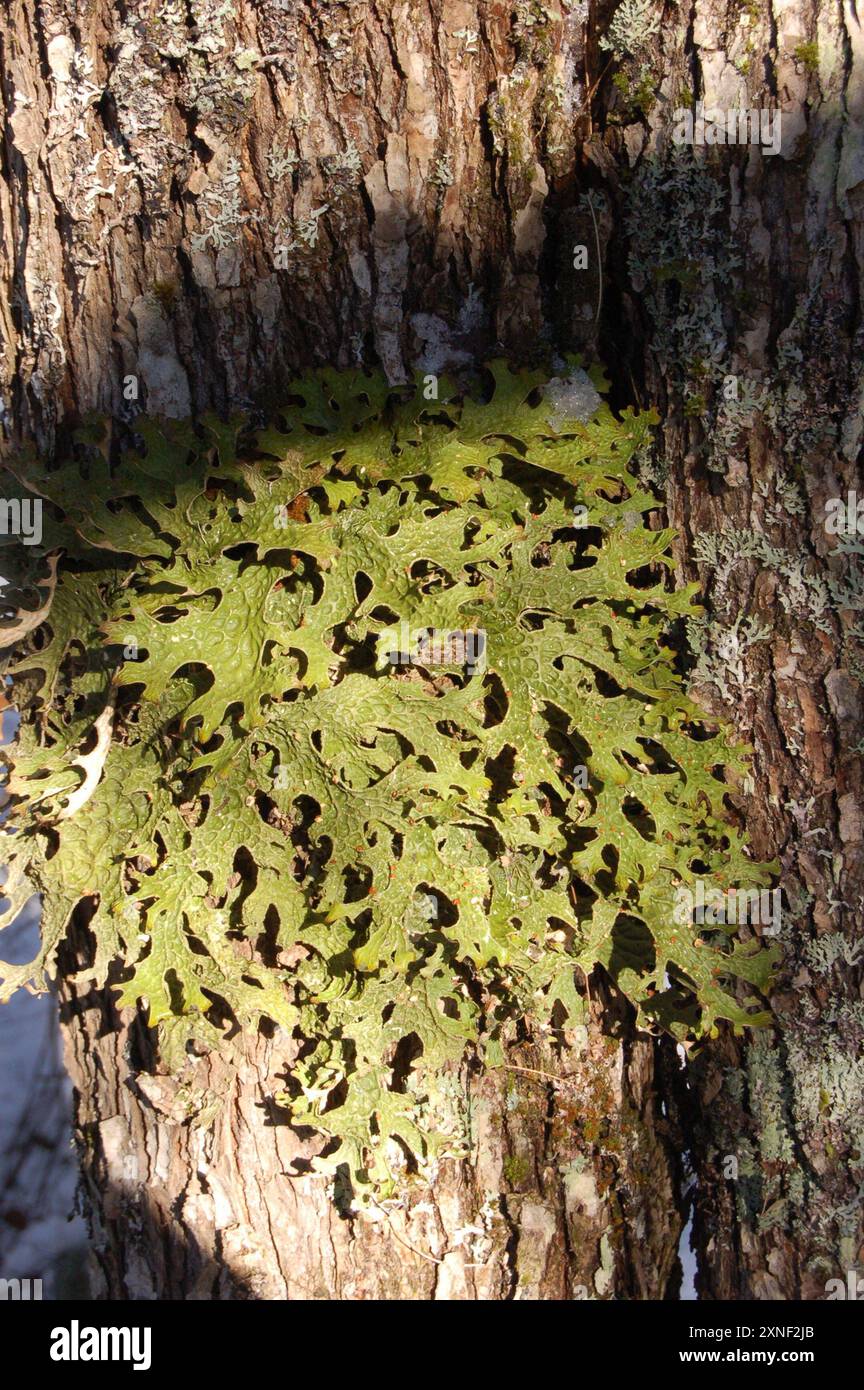 Tree Lungwort (Lobaria pulmonaria) Fungi Stock Photo - Alamy