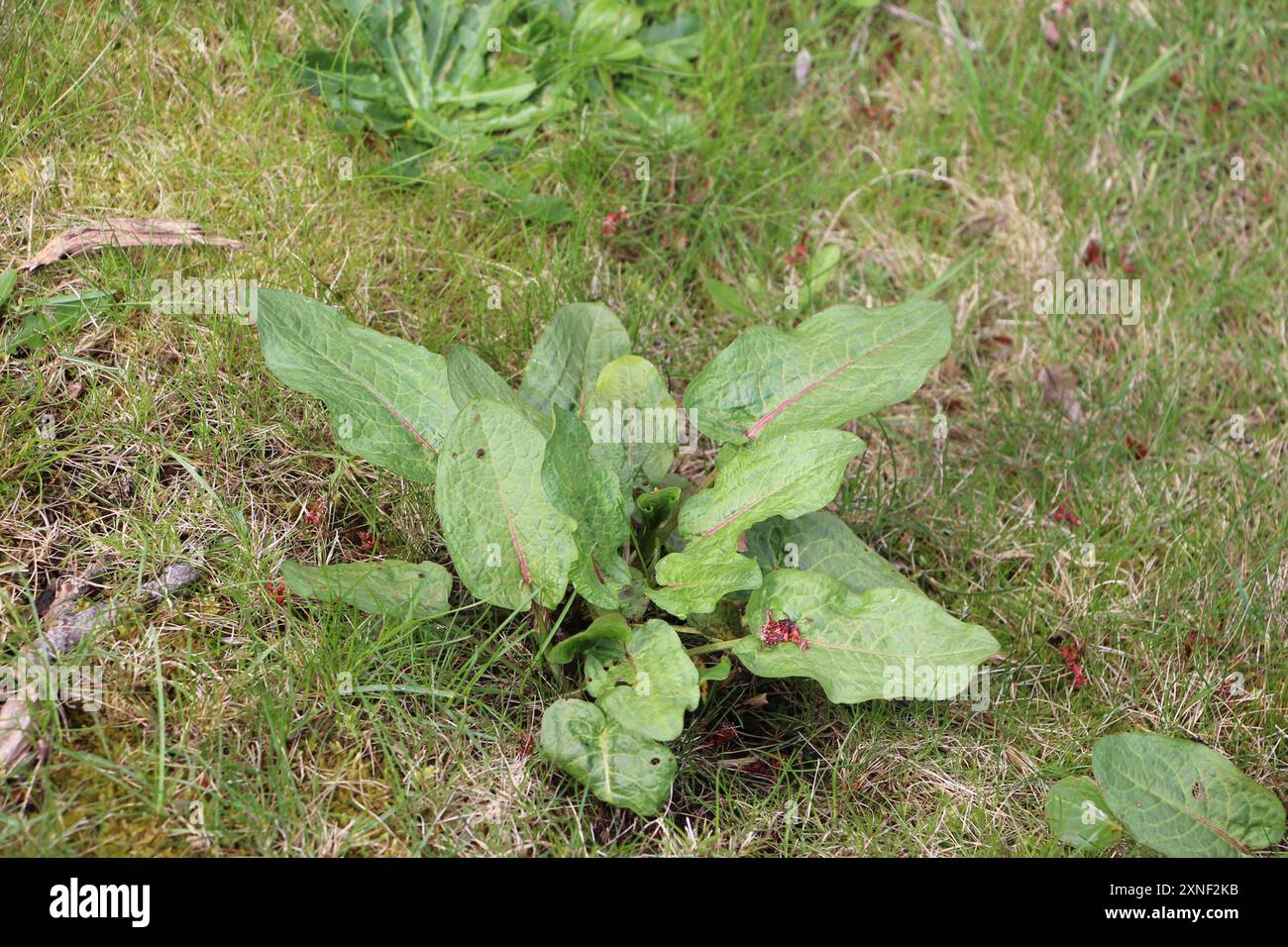 broad-leaved dock (Rumex obtusifolius) Plantae Stock Photo - Alamy
