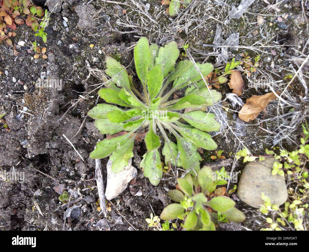 plants (Plantae) Plantae Stock Photo - Alamy