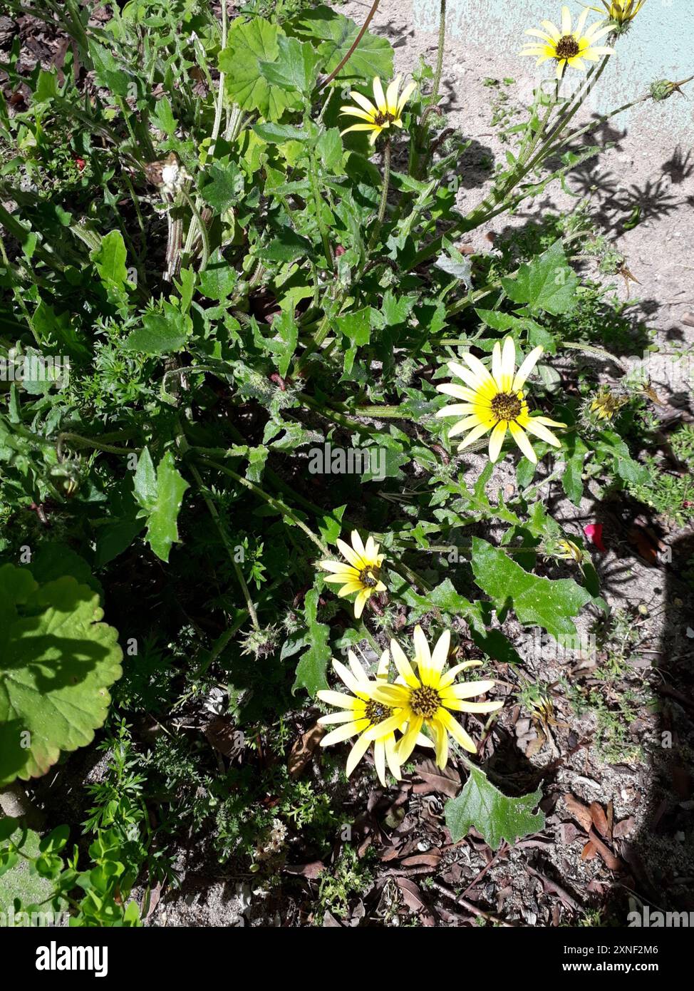 Capeweed (Arctotheca calendula) Plantae Stock Photo - Alamy