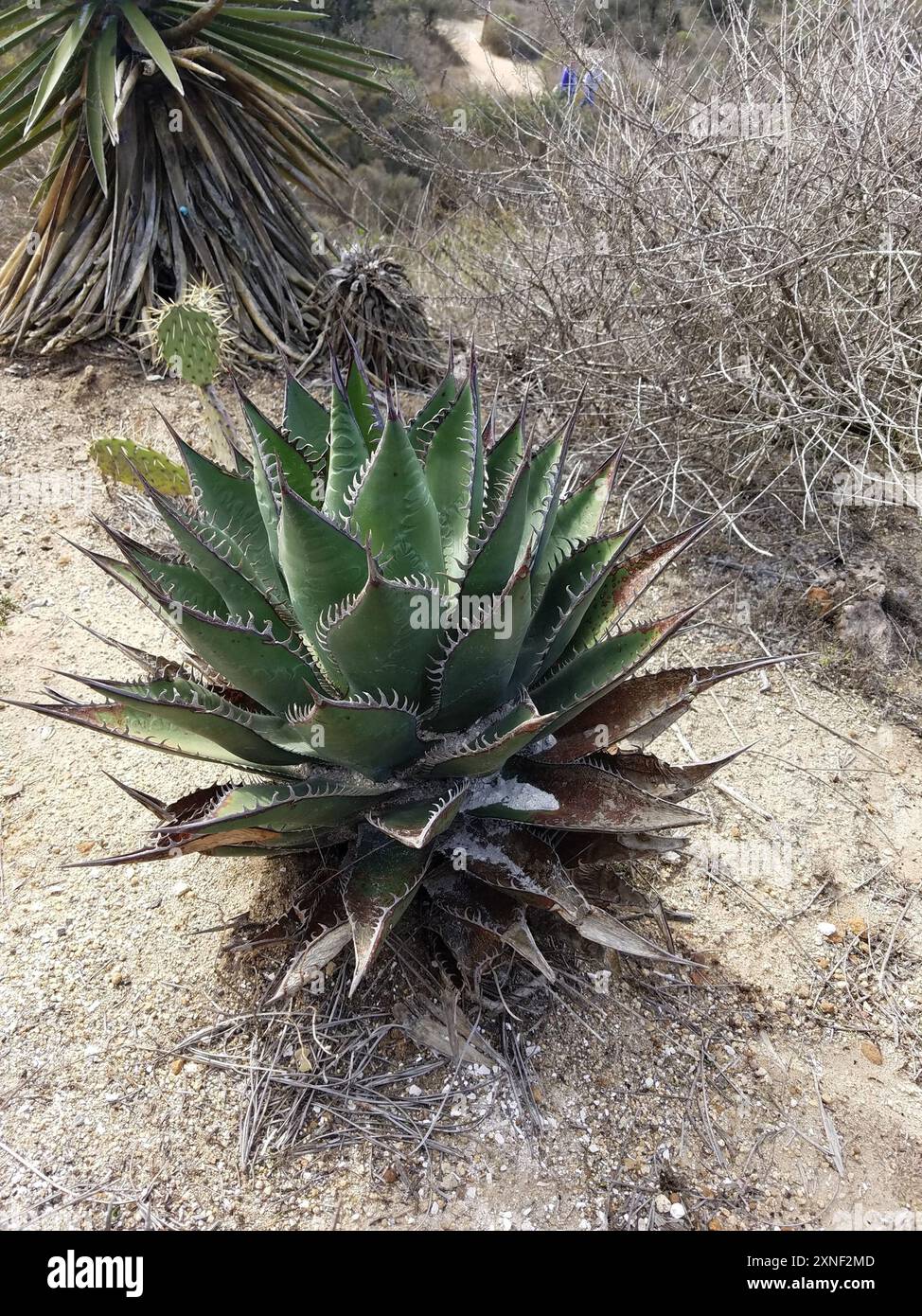 Shaw's Agave (Agave shawii) Plantae Stock Photo - Alamy