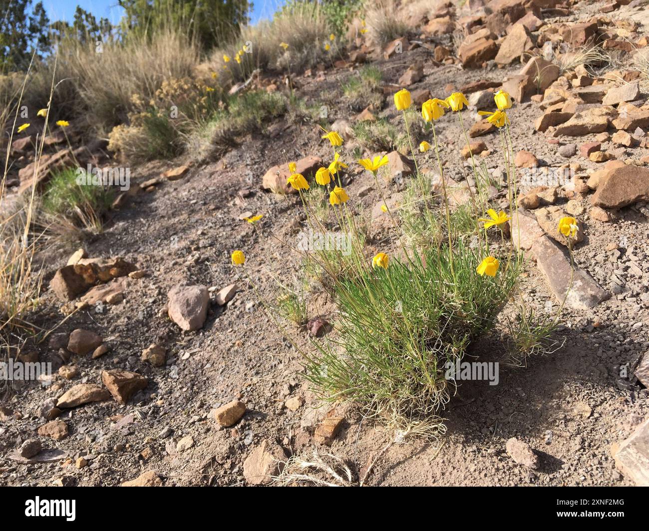 Stemmy Four-nerved Daisy (Tetraneuris scaposa) Plantae Stock Photo - Alamy