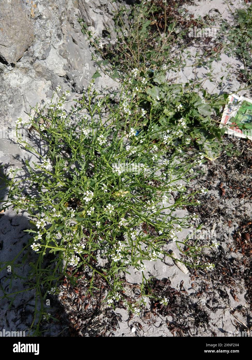 European Searocket (Cakile maritima) Plantae Stock Photo - Alamy