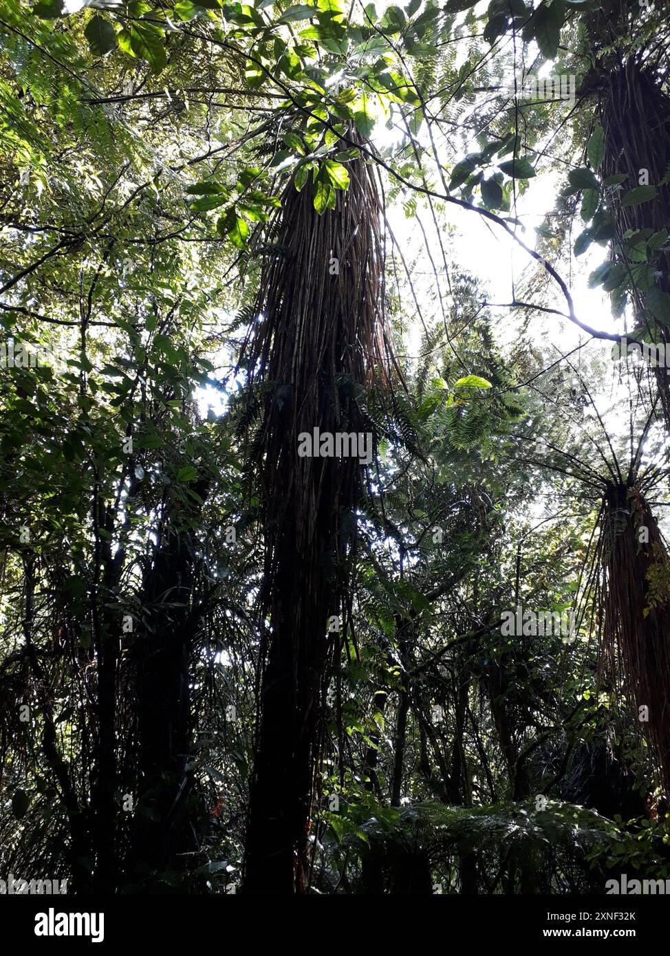 Smith's tree fern (Cyathea smithii) Plantae Stock Photo - Alamy