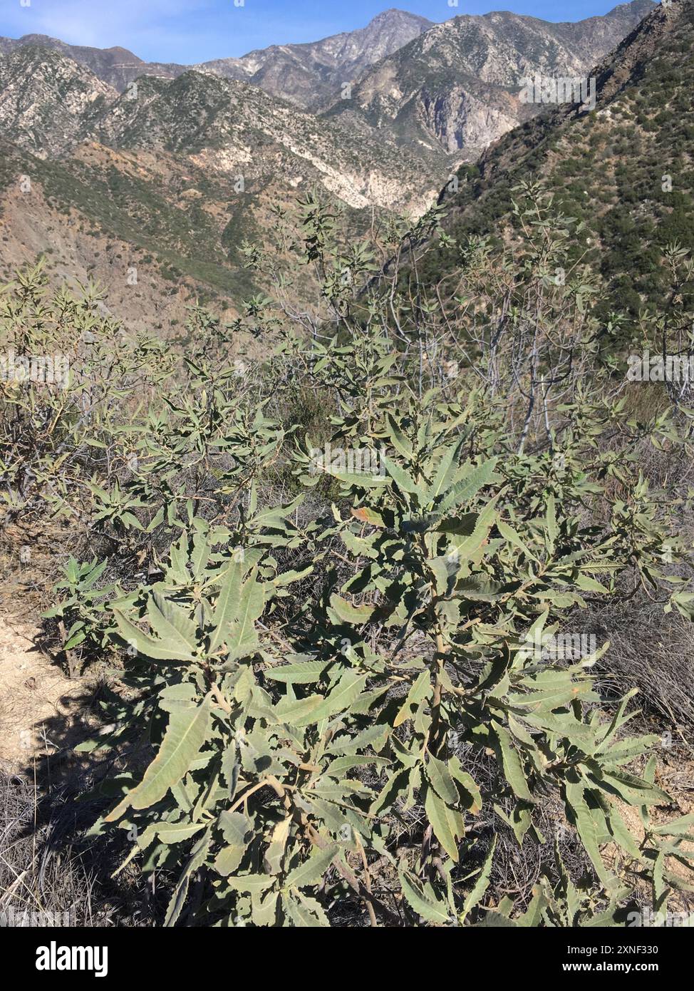 Thick-leaved Yerba Santa (Eriodictyon crassifolium) Plantae Stock Photo ...