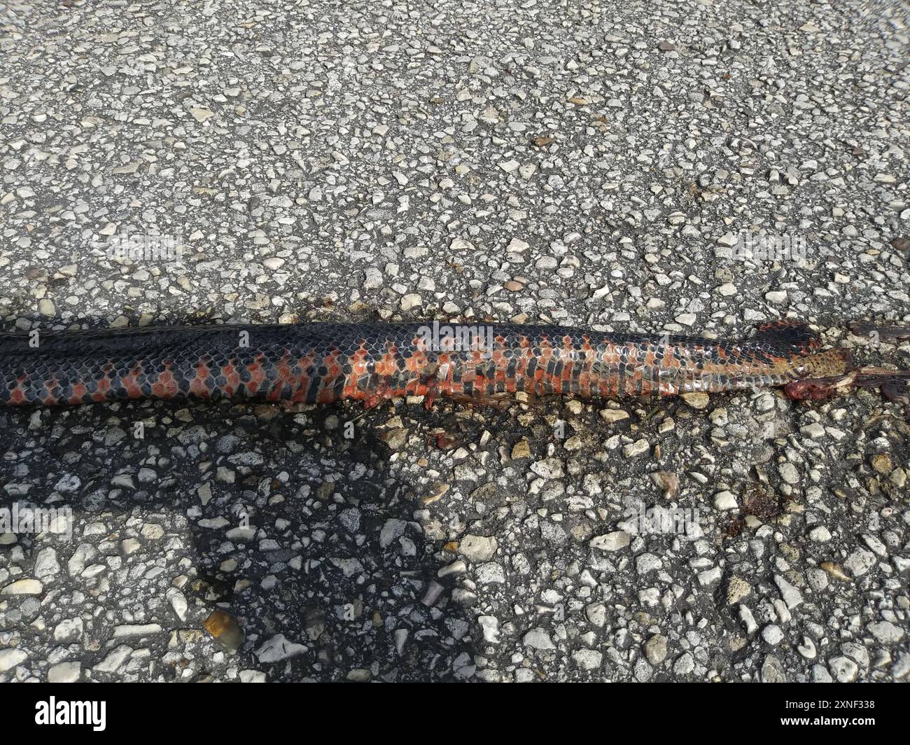 Eastern mudsnake hi-res stock photography and images - Alamy