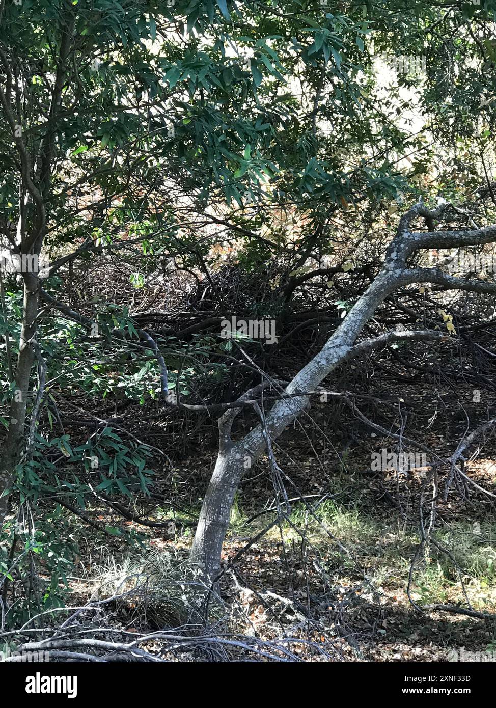 Dusky-footed Woodrat (Neotoma fuscipes) Mammalia Stock Photo - Alamy