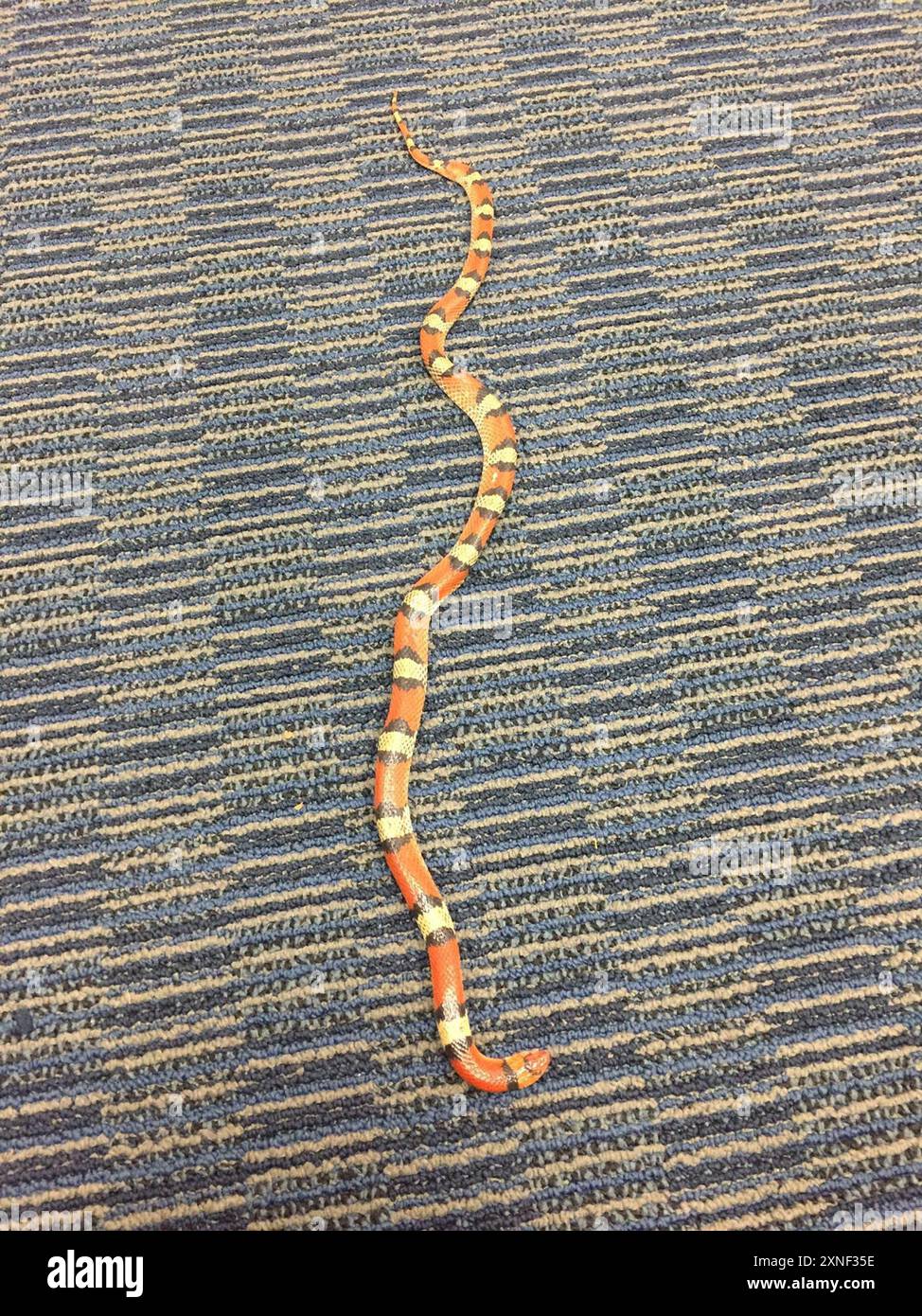 Florida Scarletsnake (Cemophora coccinea coccinea) Reptilia Stock Photo ...