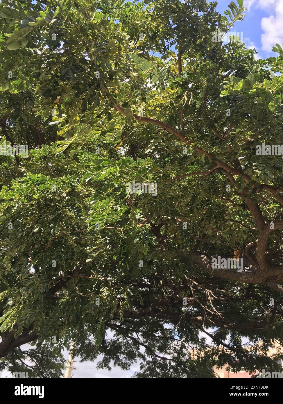 Monkey pod tree (Samanea saman) Plantae Stock Photo - Alamy