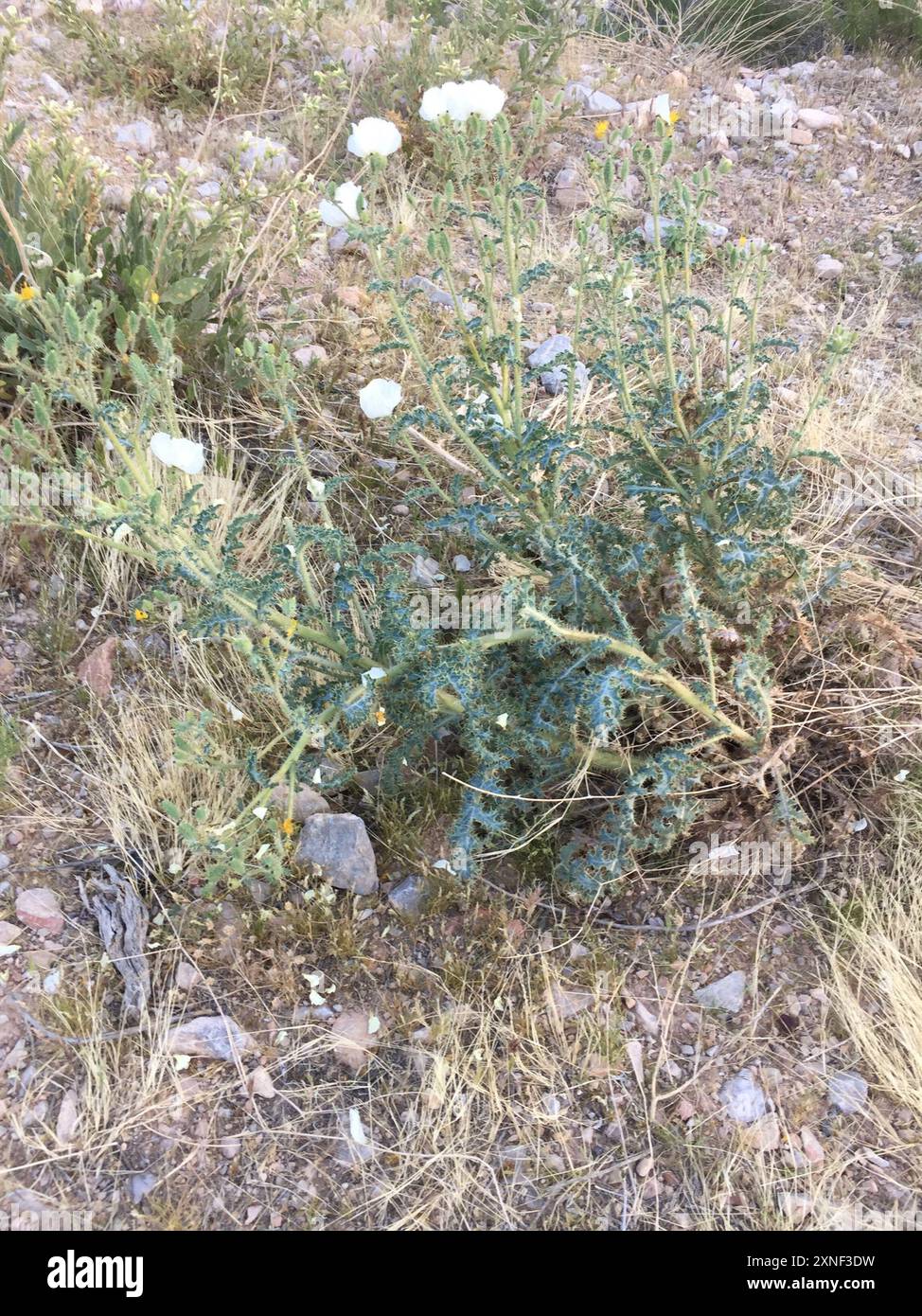 flatbud prickly poppy (Argemone munita) Plantae Stock Photo - Alamy