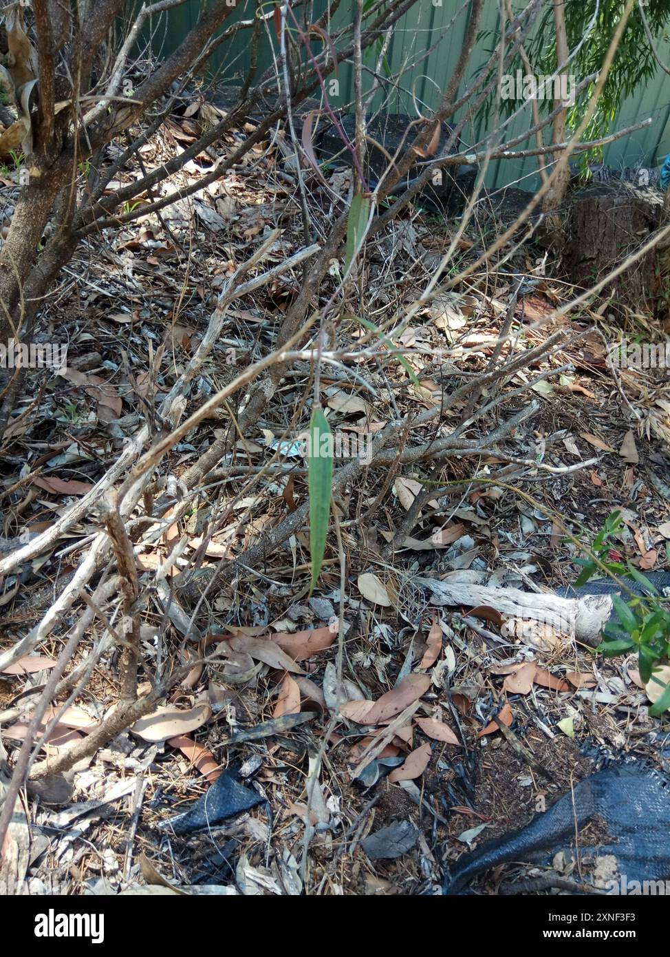 monocots (Liliopsida) Plantae Stock Photo - Alamy