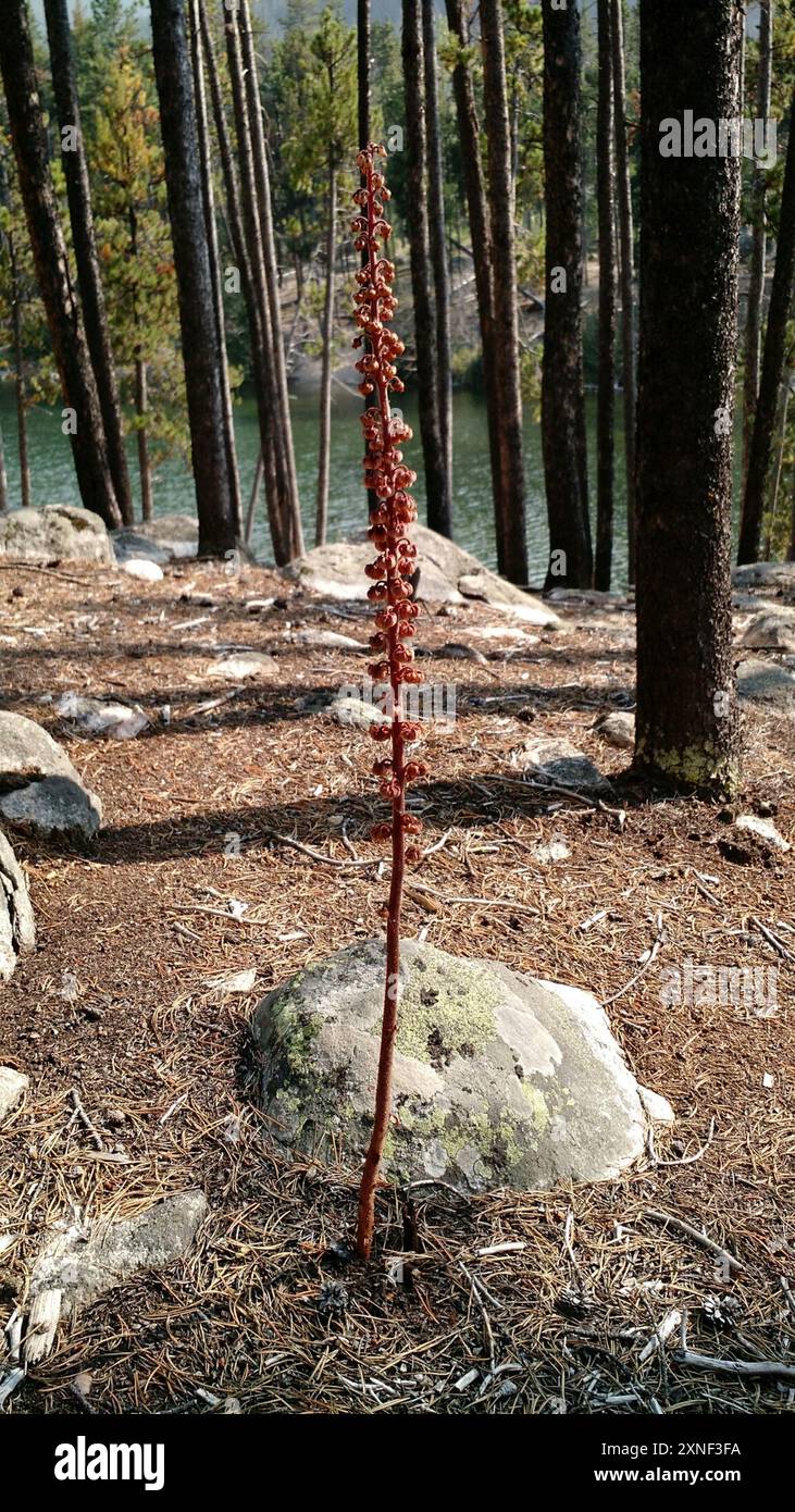 woodland pinedrops (Pterospora andromedea) Plantae Stock Photo - Alamy