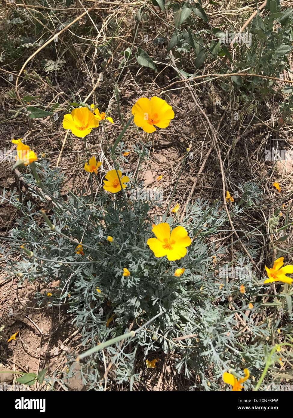 Mexican poppy (Eschscholzia californica mexicana) Plantae Stock Photo ...