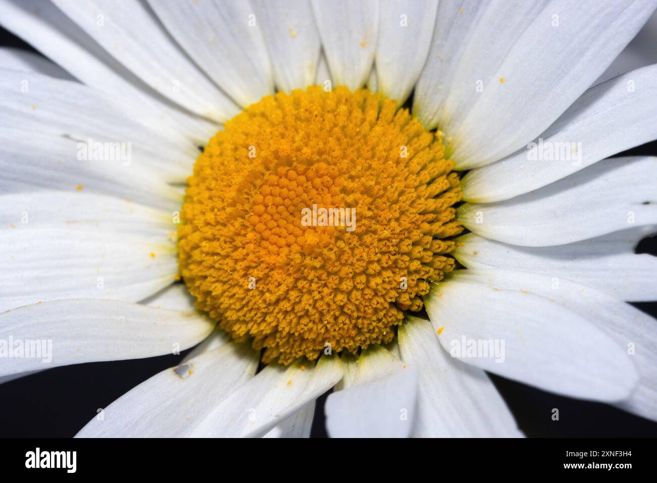 The typical composite structure of a daisy, the Oxeye Daisy is a very ...