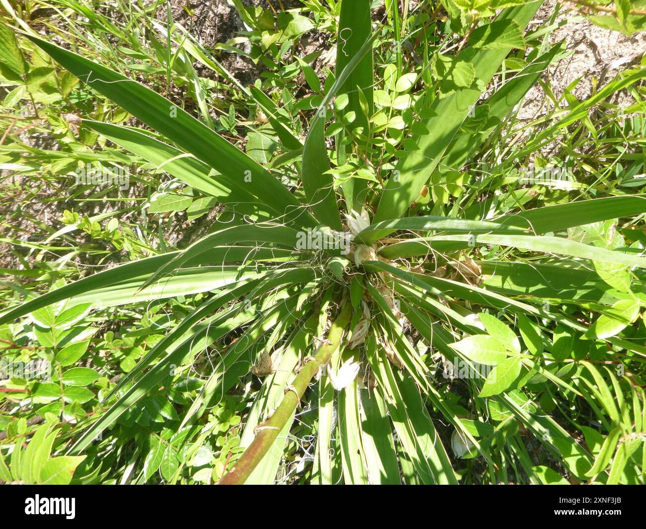 Weak-leaf Yucca (Yucca flaccida) Plantae Stock Photo - Alamy