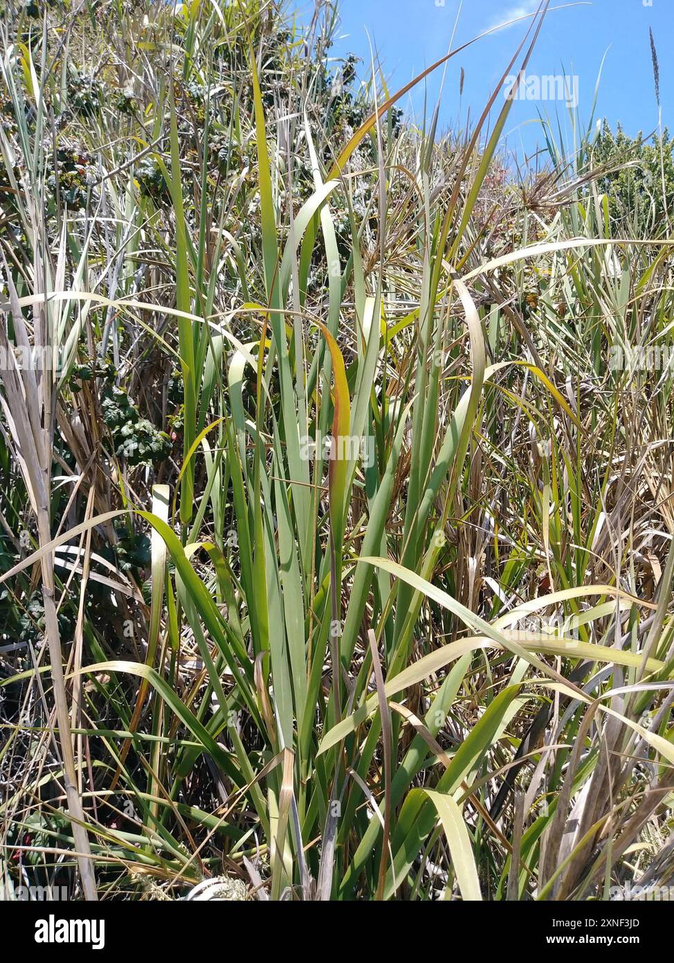 giant wild rye (Leymus condensatus) Plantae Stock Photo - Alamy