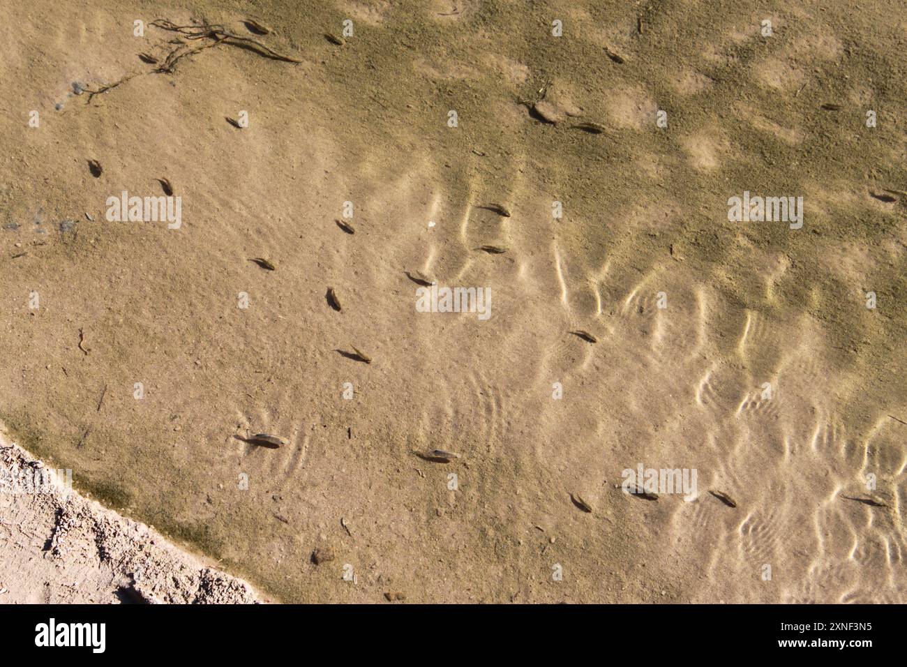 Salt Creek Pupfish (Cyprinodon salinus salinus) Actinopterygii Stock ...