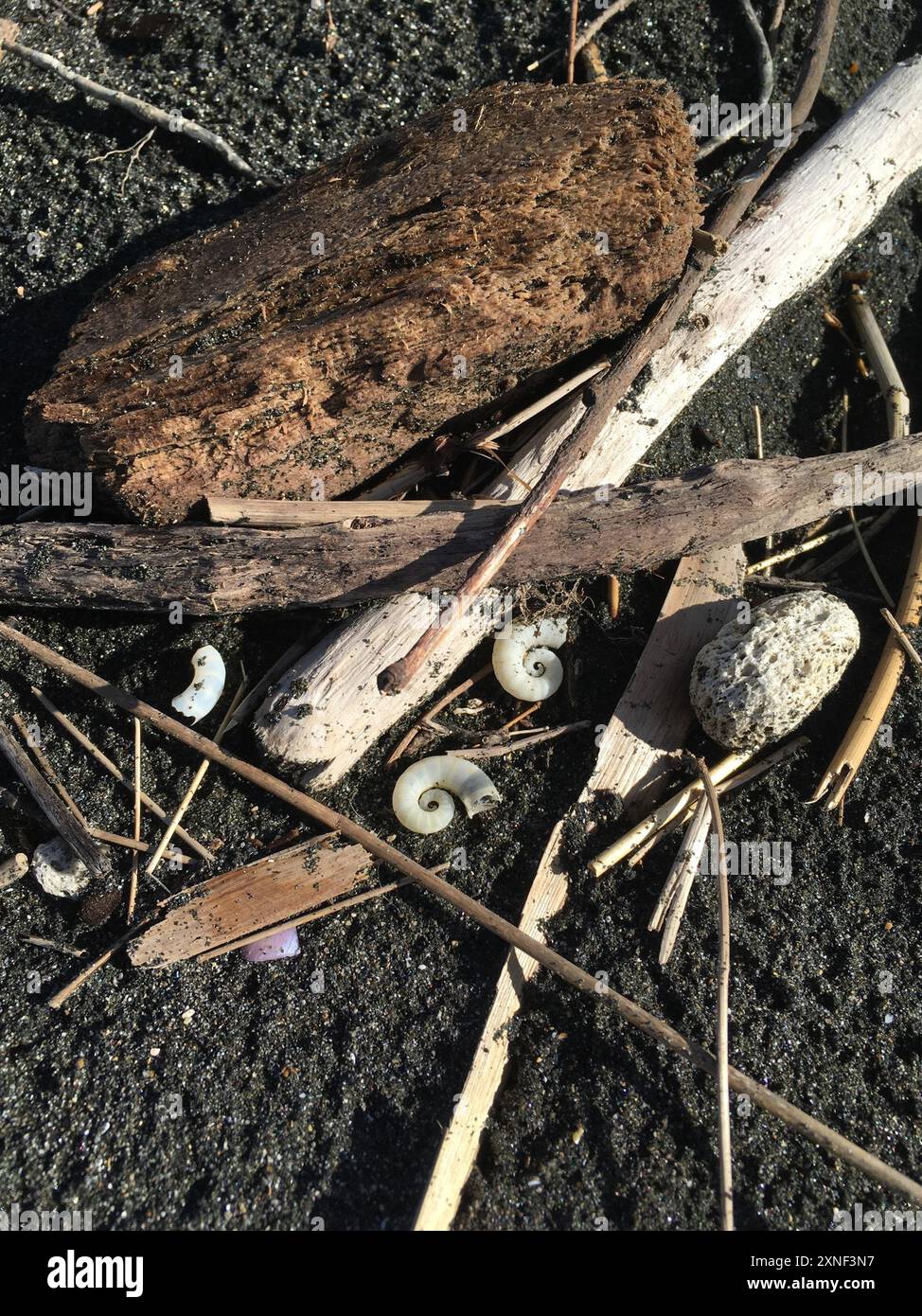 Ram’s horn squid hi-res stock photography and images - Alamy