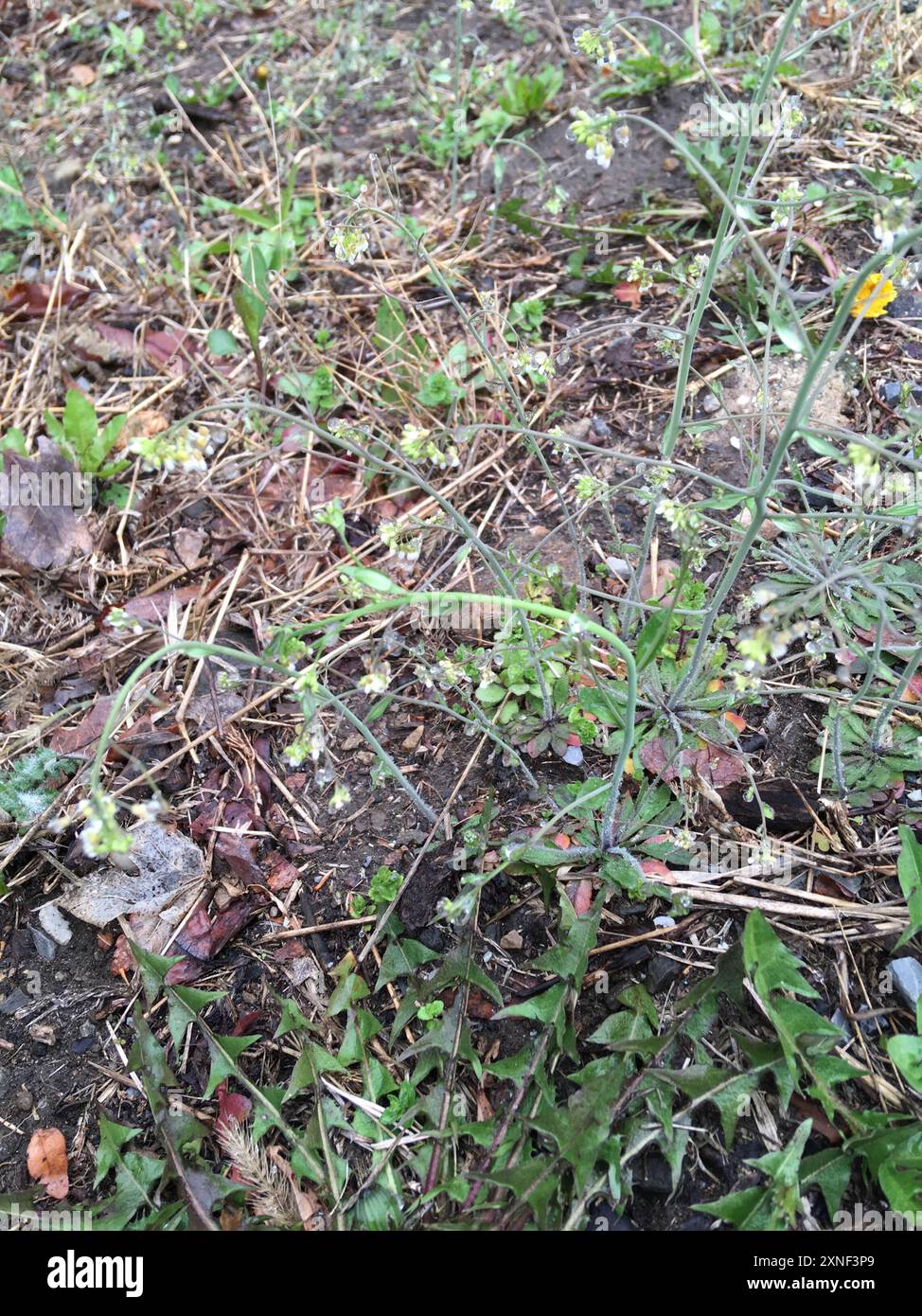 mouse-ear cress (Arabidopsis thaliana) Plantae Stock Photo - Alamy