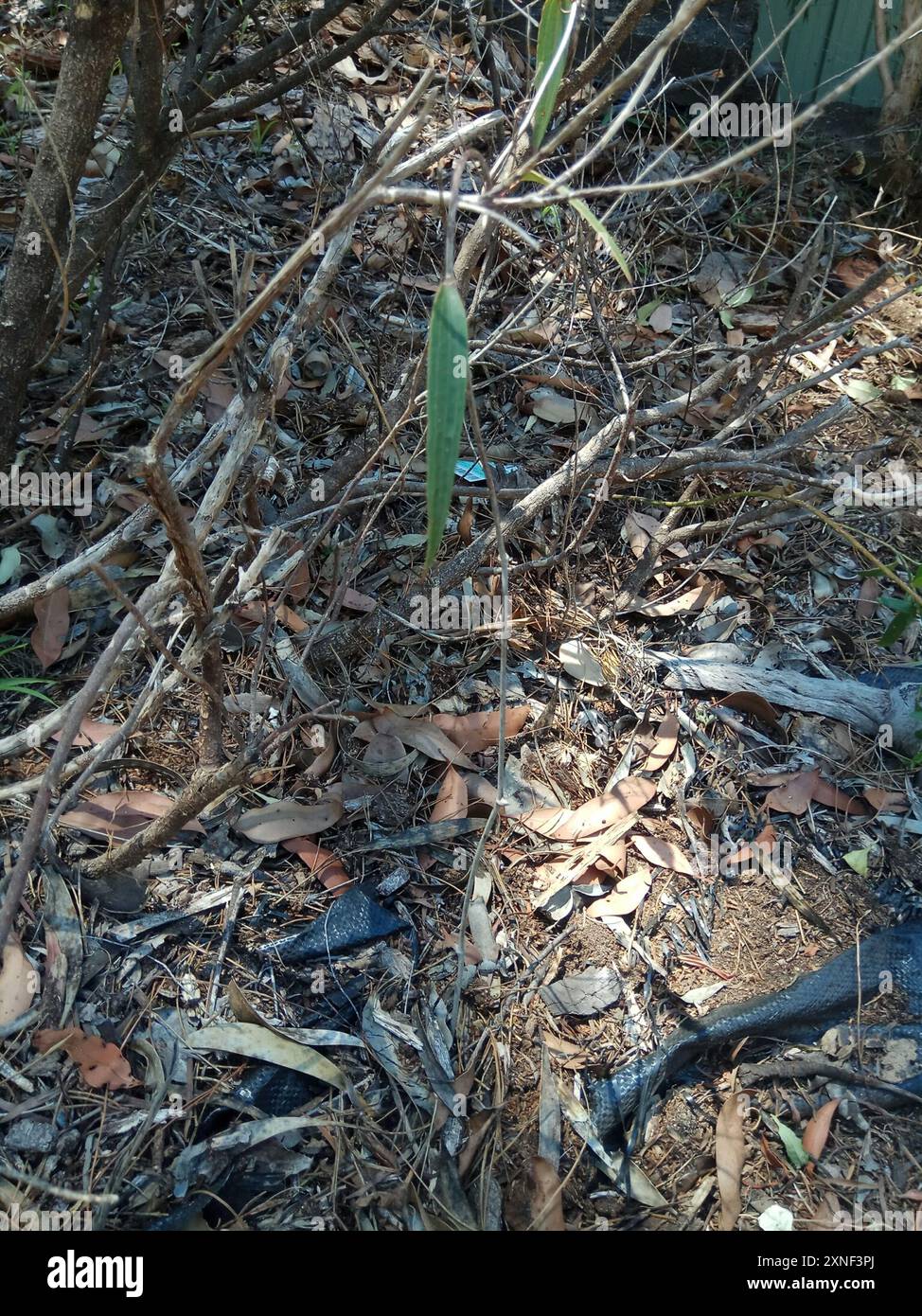 monocots (Liliopsida) Plantae Stock Photo - Alamy