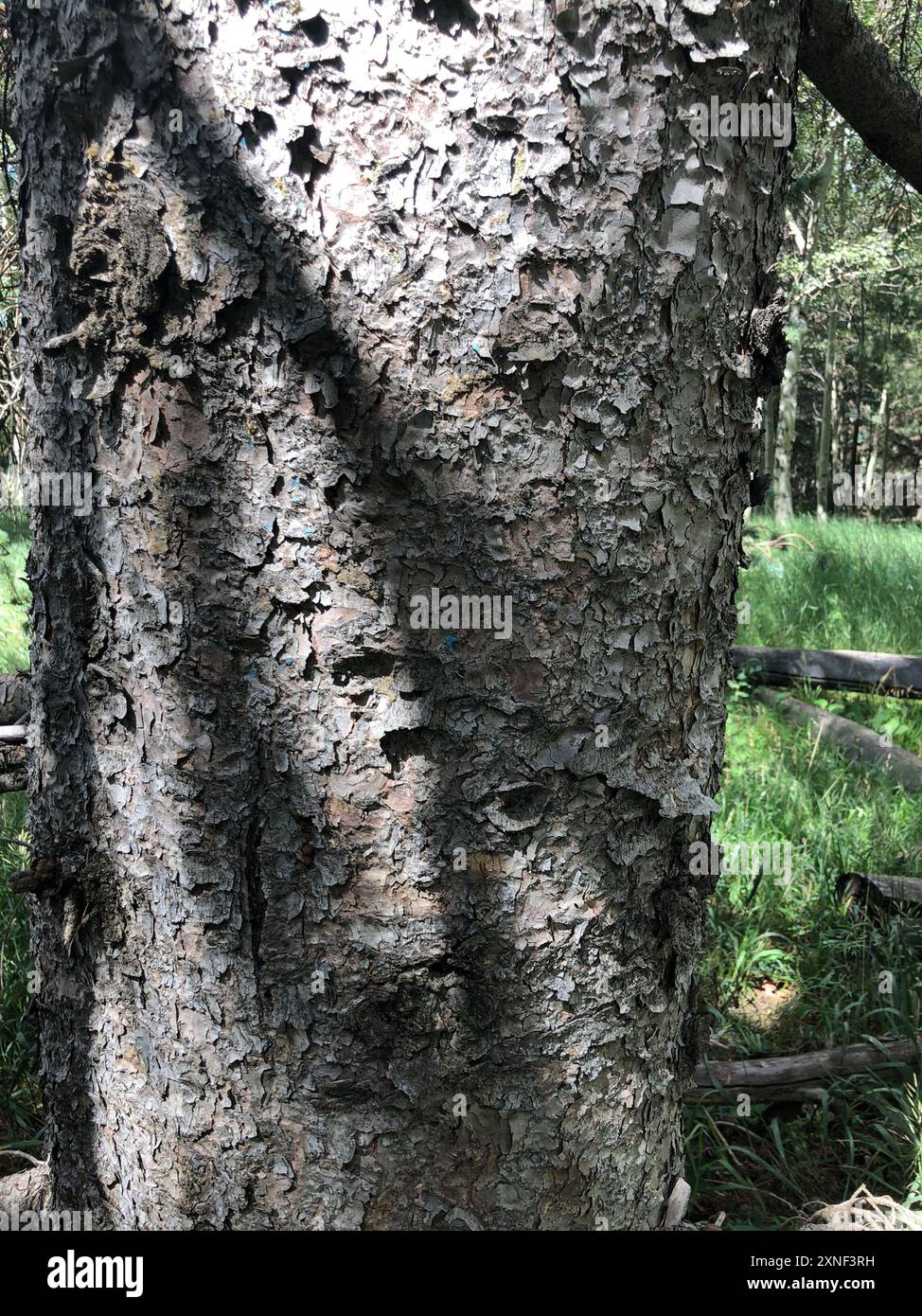 Engelmann spruce (Picea engelmannii) Plantae Stock Photo - Alamy