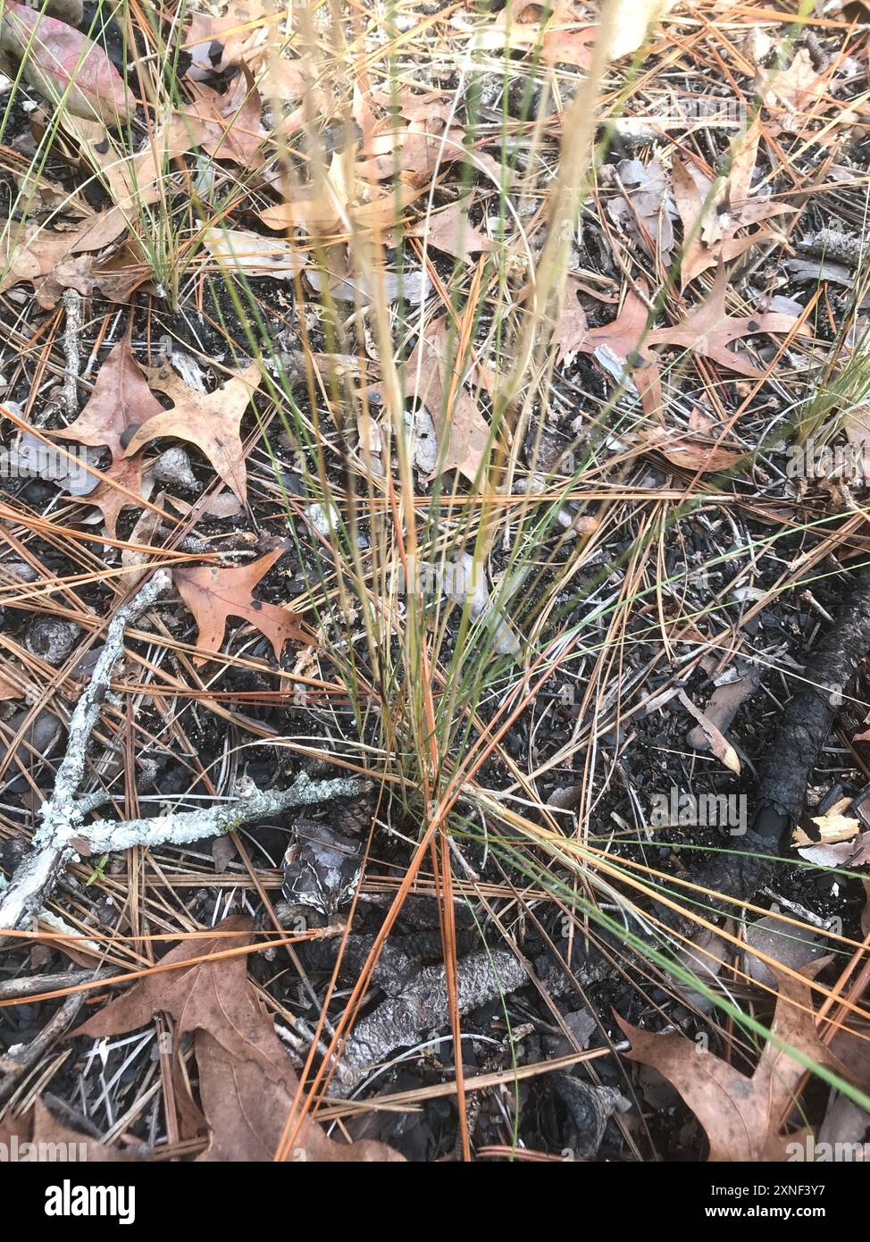 Wire grass (Aristida stricta) Plantae Stock Photo - Alamy