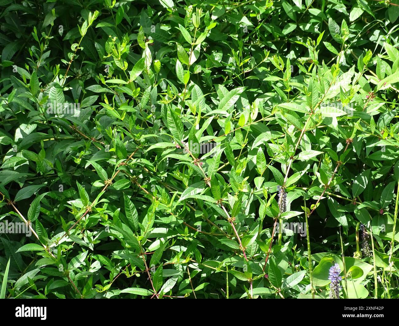 swamp loosestrife (Decodon verticillatus) Plantae Stock Photo - Alamy