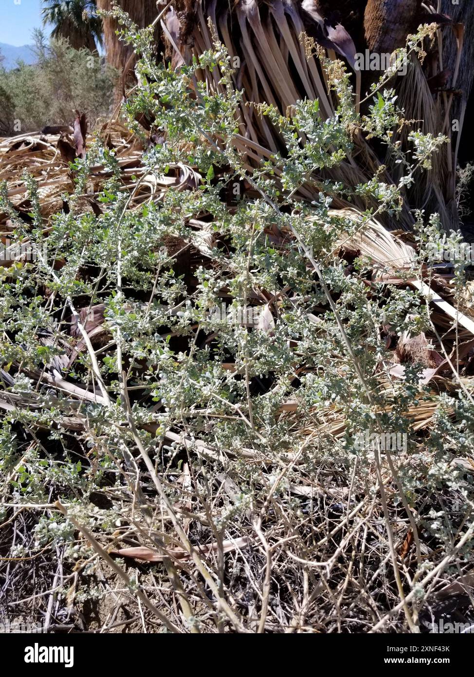 big saltbush (Atriplex lentiformis) Plantae Stock Photo - Alamy