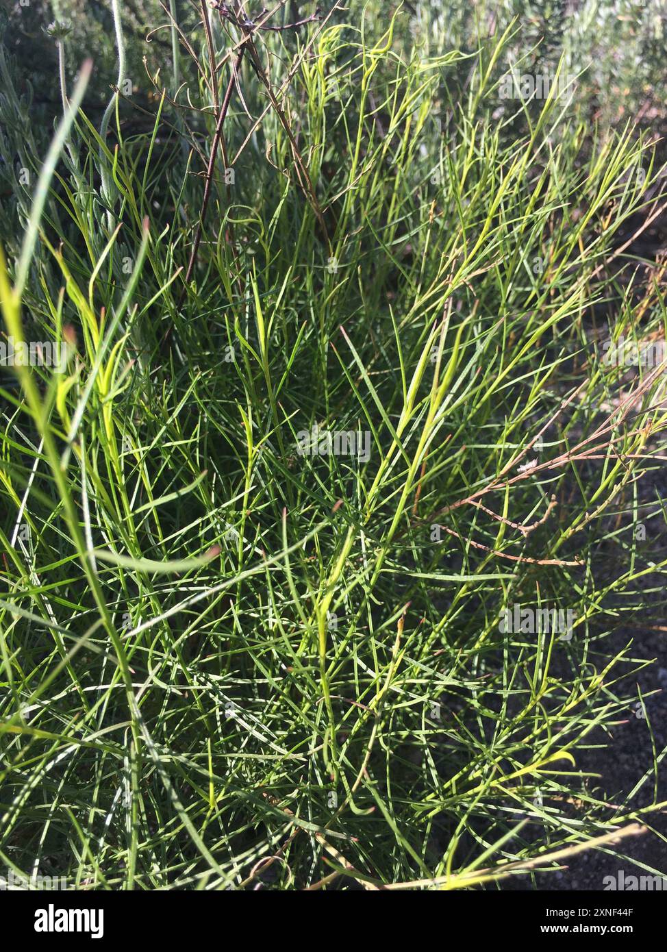 plants (Plantae) Plantae Stock Photo - Alamy