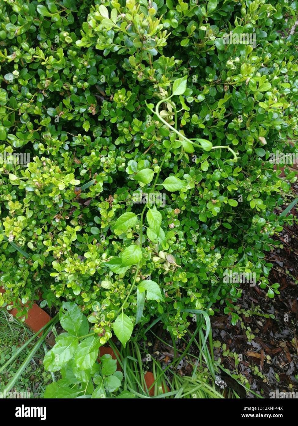 plants (Plantae) Plantae Stock Photo - Alamy