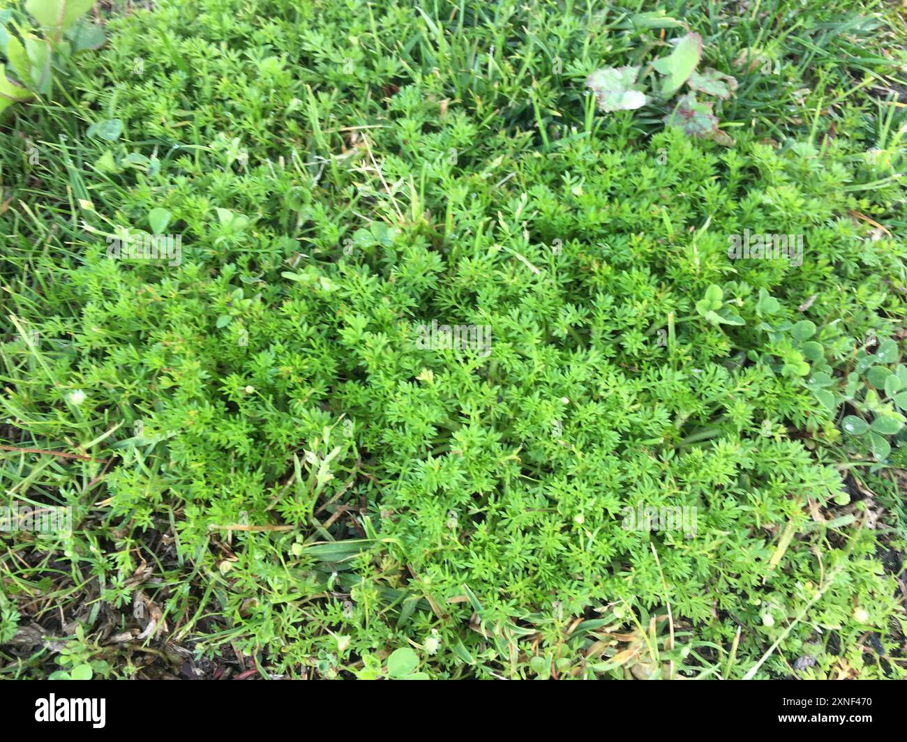 Common Cotula (Cotula australis) Plantae Stock Photo - Alamy