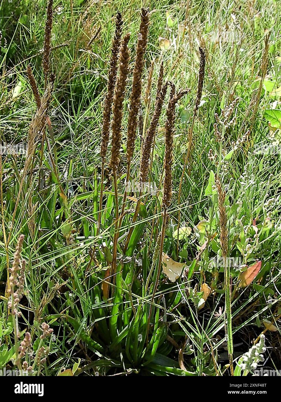 Sea Plantain (Plantago maritima) Plantae Stock Photo - Alamy