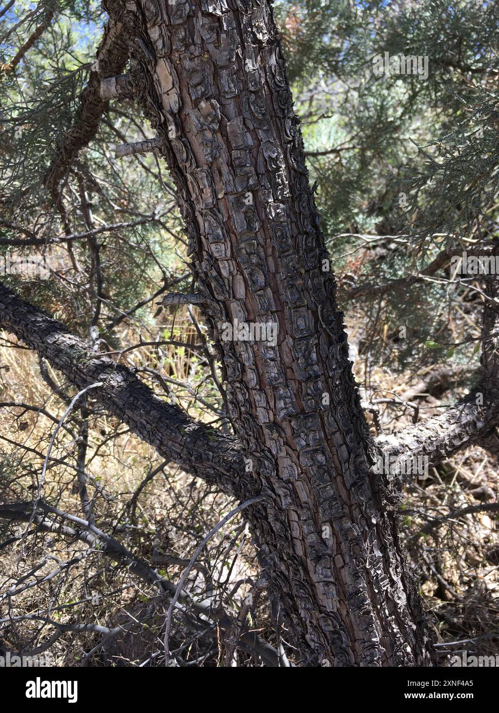 alligator juniper (Juniperus deppeana) Plantae Stock Photo - Alamy