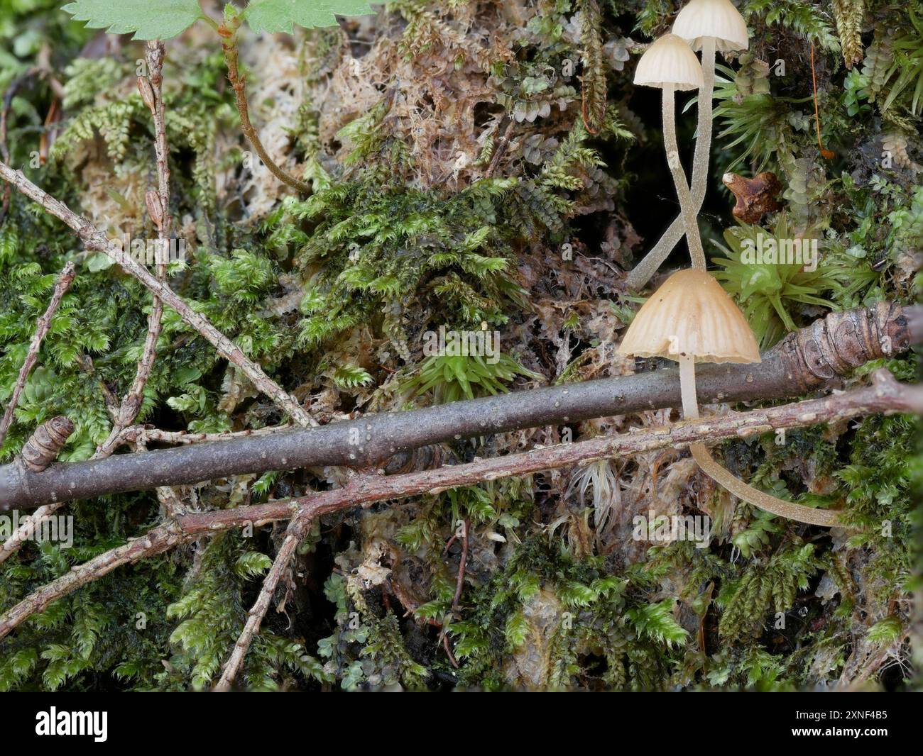 Moss Bells (Galerina) Fungi Stock Photo - Alamy
