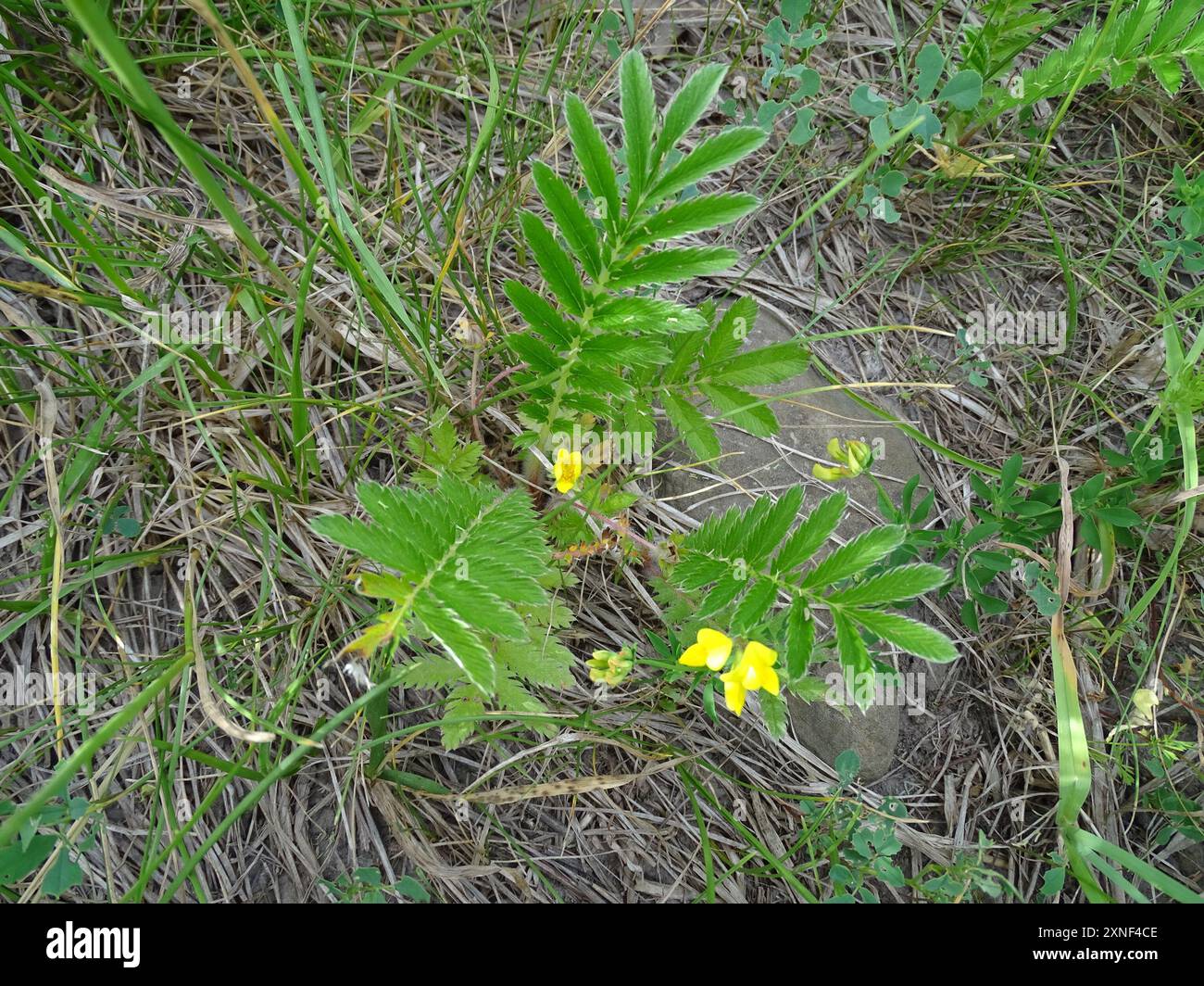 common silverweed (Argentina anserina) Plantae Stock Photo - Alamy