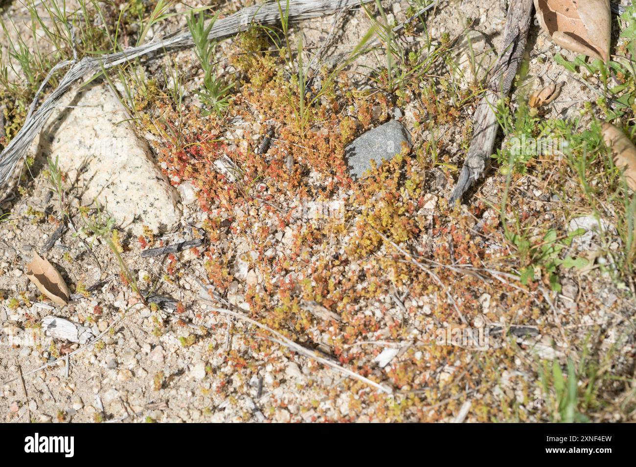 sand pygmyweed (Crassula connata) Plantae Stock Photo - Alamy