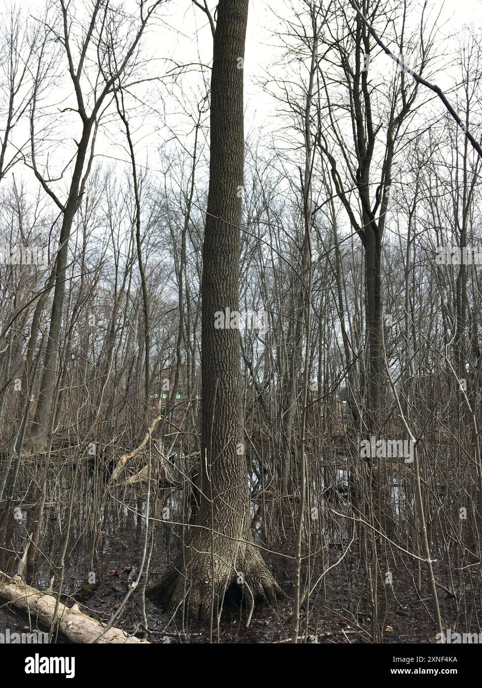 pumpkin ash (Fraxinus profunda) Plantae Stock Photo - Alamy