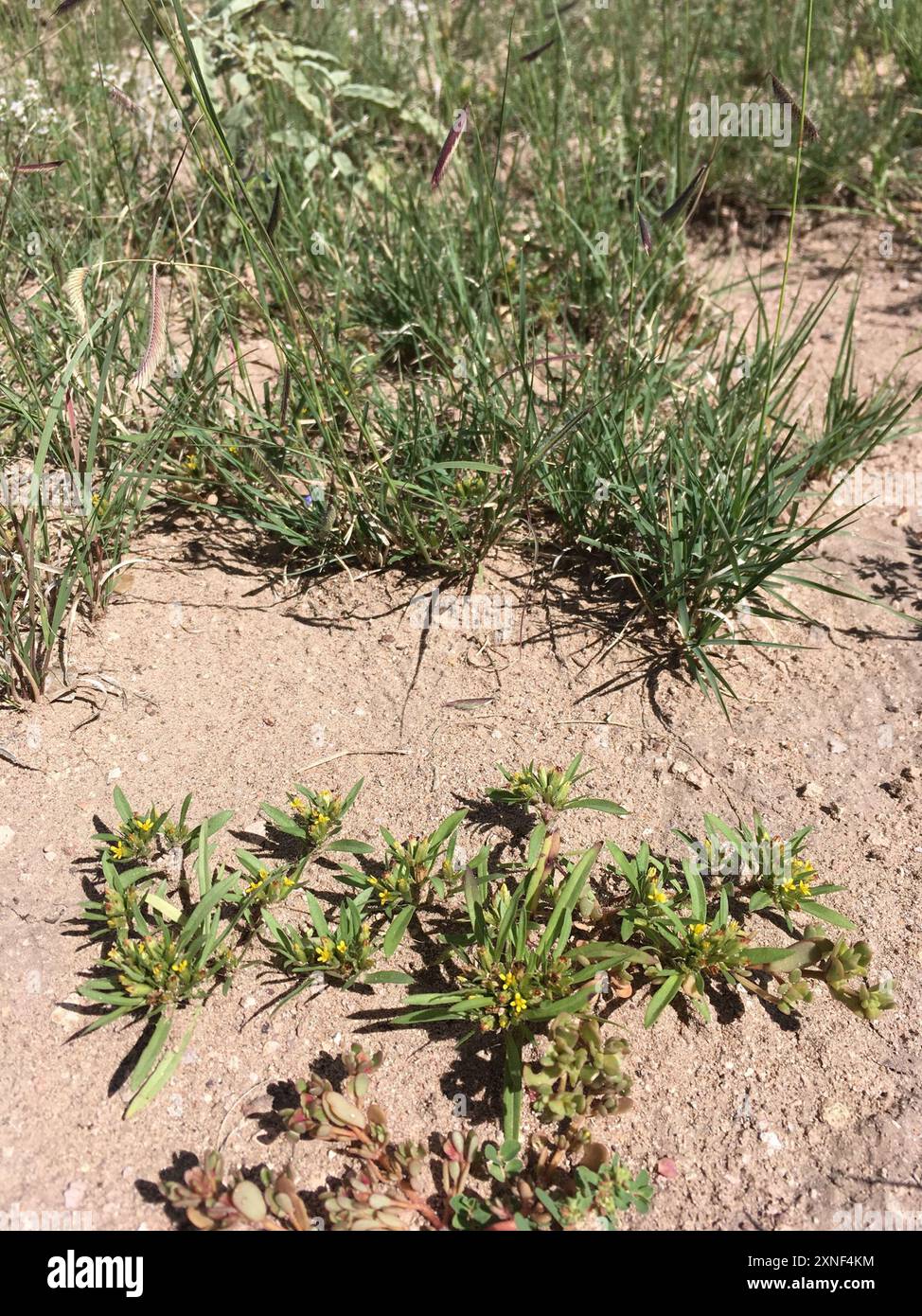 Spreading chinchweed (Pectis prostrata) Plantae Stock Photo - Alamy