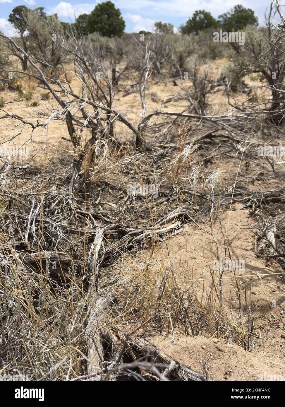 Cheatgrass (Bromus tectorum) Plantae Stock Photo - Alamy