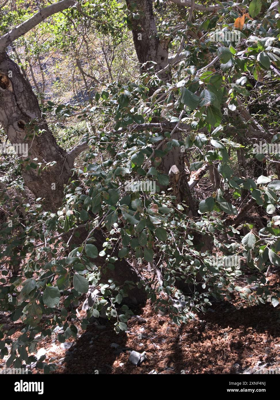 white alder (Alnus rhombifolia) Plantae Stock Photo - Alamy