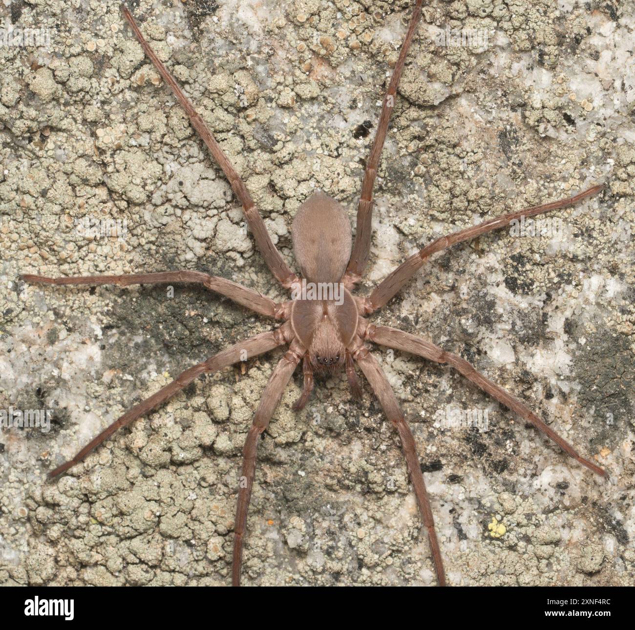 False Wolf Spiders (Zoropsidae) Arachnida Stock Photo - Alamy