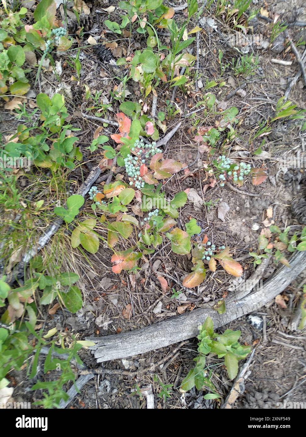 creeping mahonia (Berberis repens) Plantae Stock Photo - Alamy