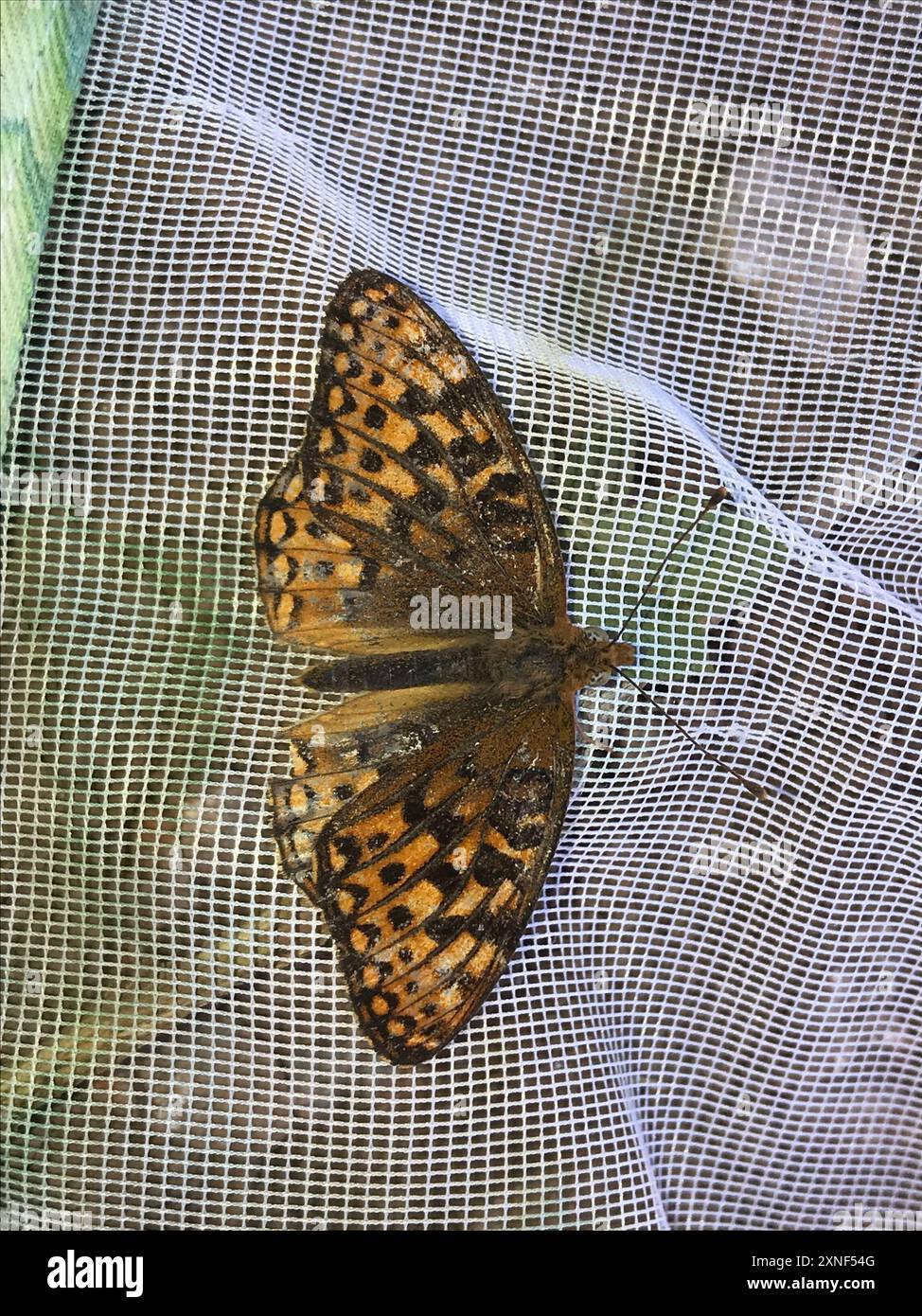 Great Basin Fritillary (Argynnis egleis) Insecta Stock Photo - Alamy