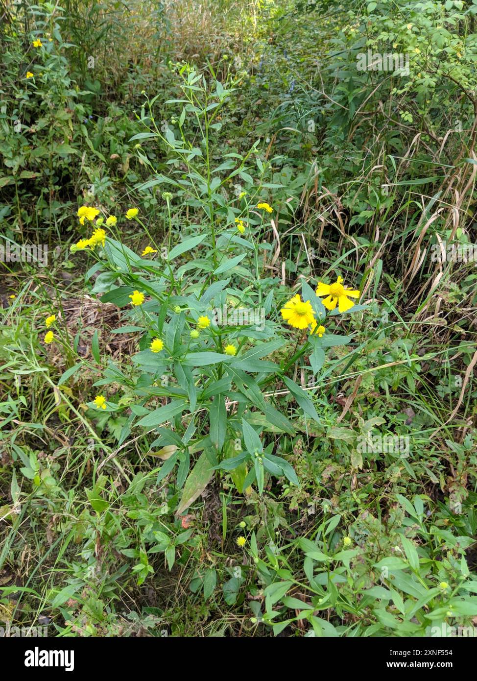 common sneezeweed (Helenium autumnale) Plantae Stock Photo - Alamy