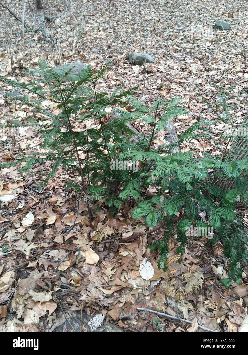 conifers (Pinales) Plantae Stock Photo - Alamy