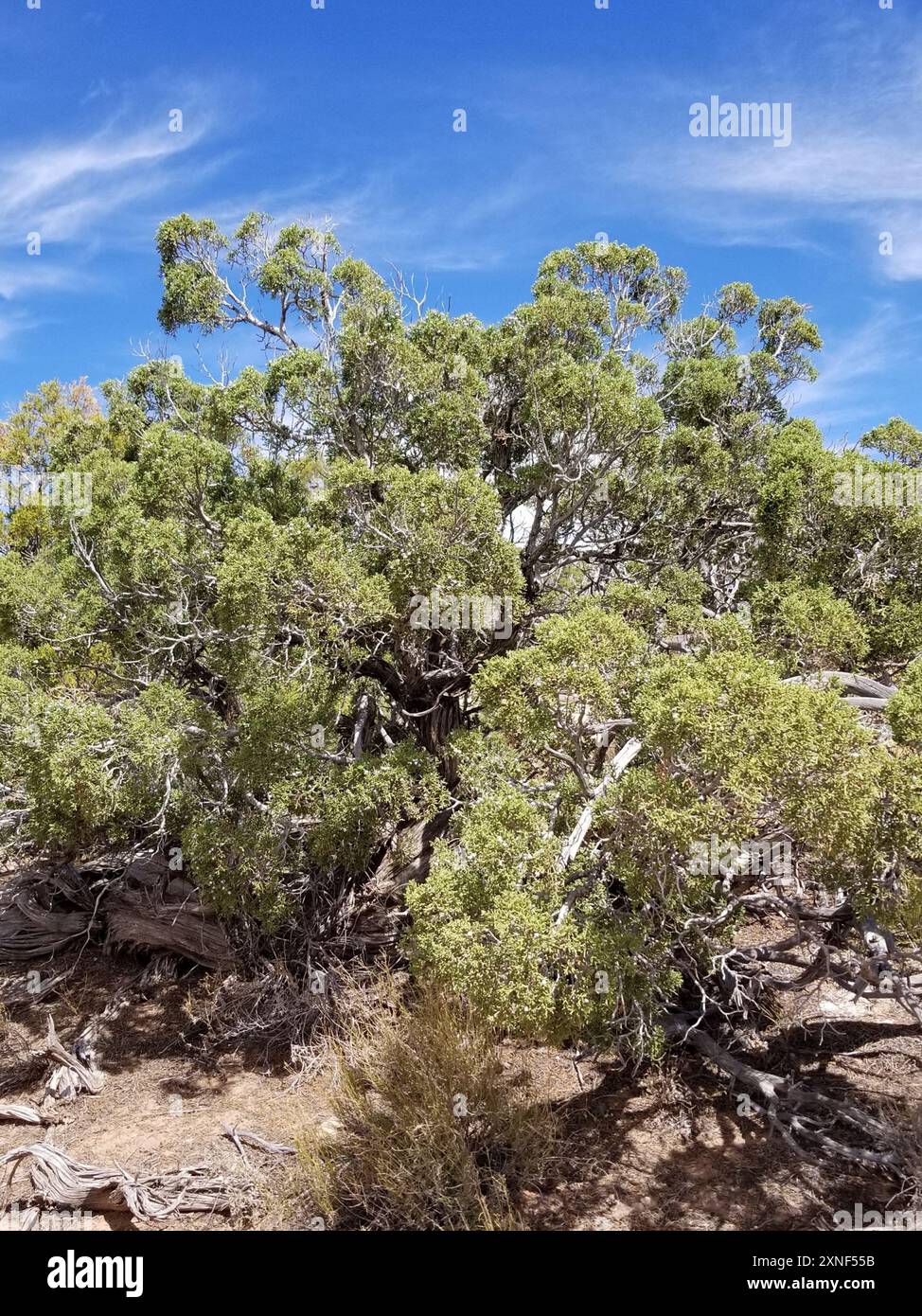 Utah Juniper (Juniperus osteosperma) Plantae Stock Photo - Alamy