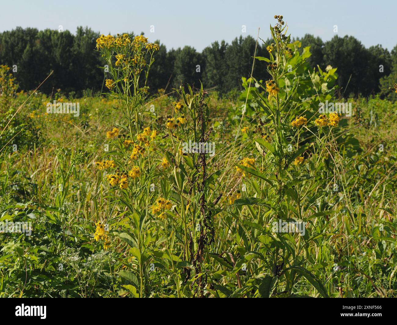 Wingstem (Verbesina alternifolia) Plantae Stock Photo - Alamy