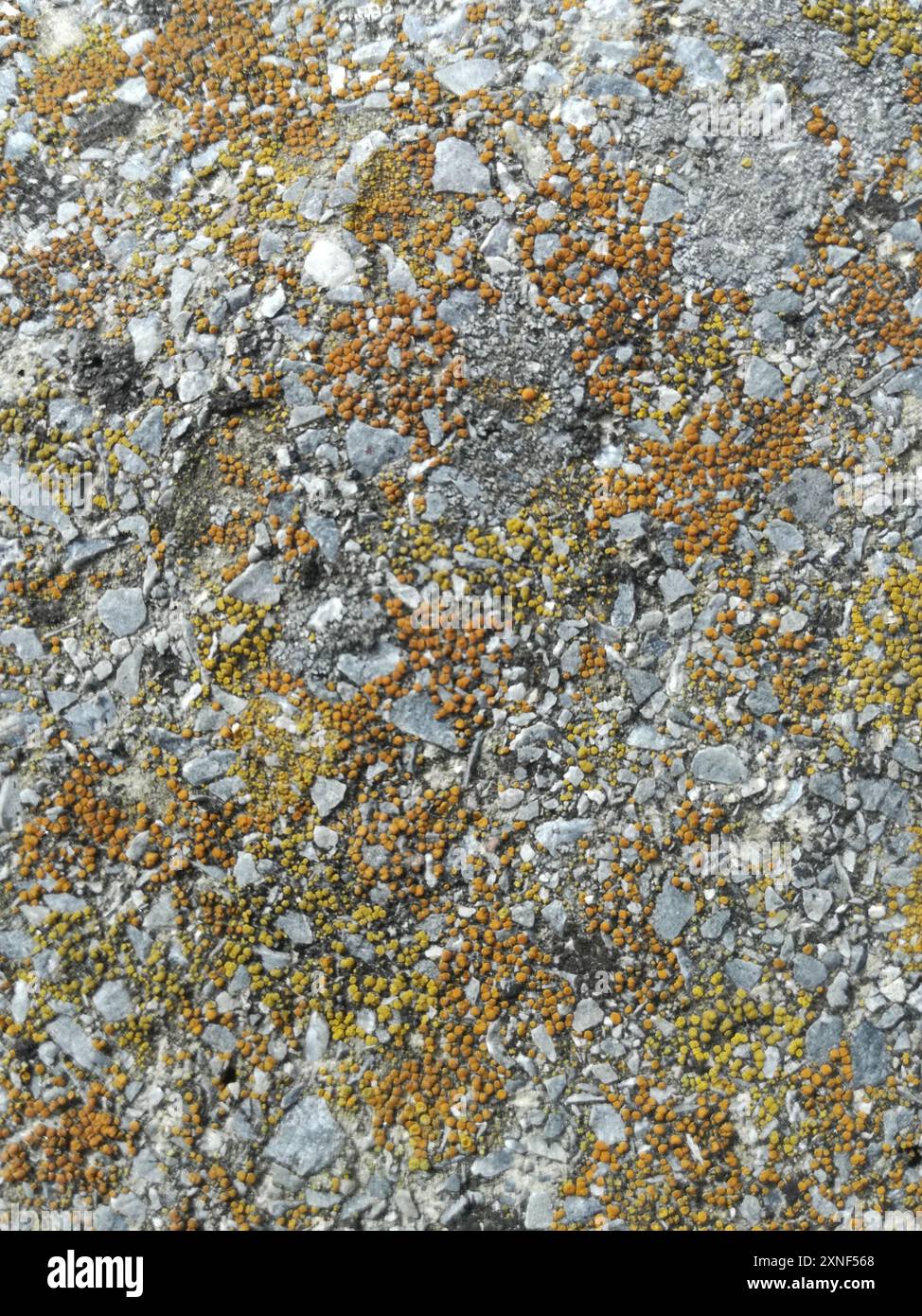 sidewalk firedot (Xanthocarpia feracissima) Fungi Stock Photo - Alamy
