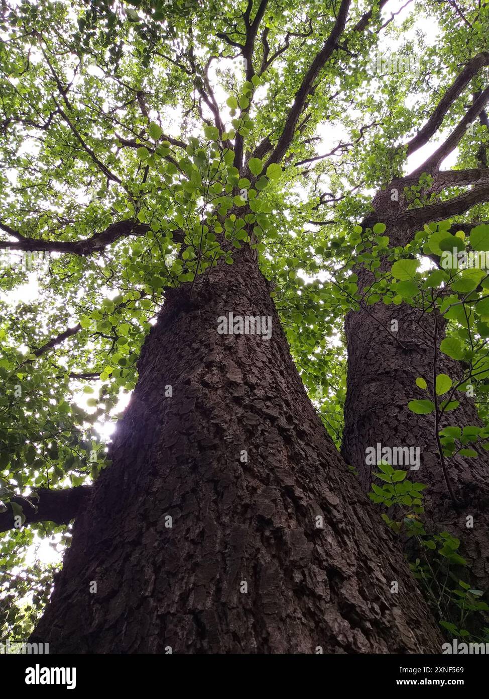 common alder (Alnus glutinosa) Plantae Stock Photo - Alamy
