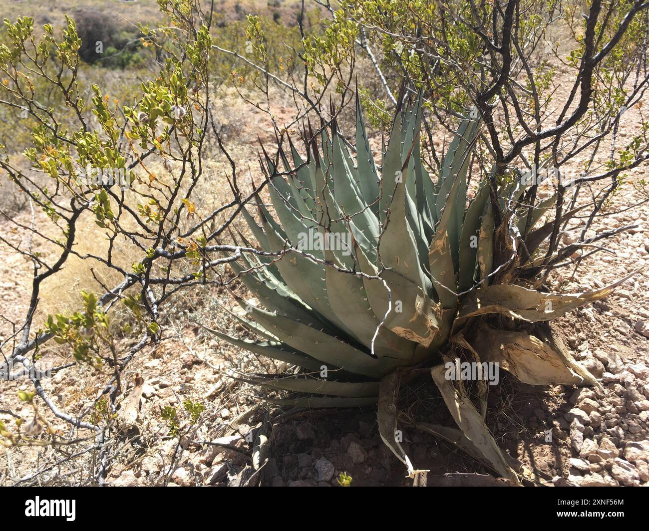 Parry's agave (Agave parryi) Plantae Stock Photo - Alamy